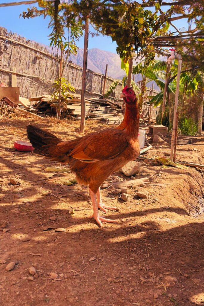 Remote Work Life in Perú: Introducing The Chickens - Doors And Floors